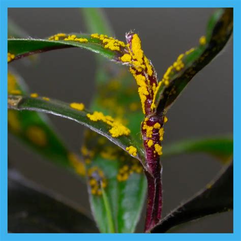 Myrtle Rust Tauranga Moana Biosecurity Capital Incorporated
