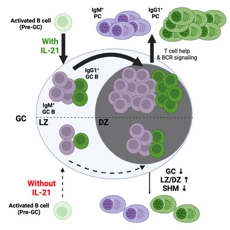 Il 21 Shapes The B Cell Response In A Context Dependent Manner Cell