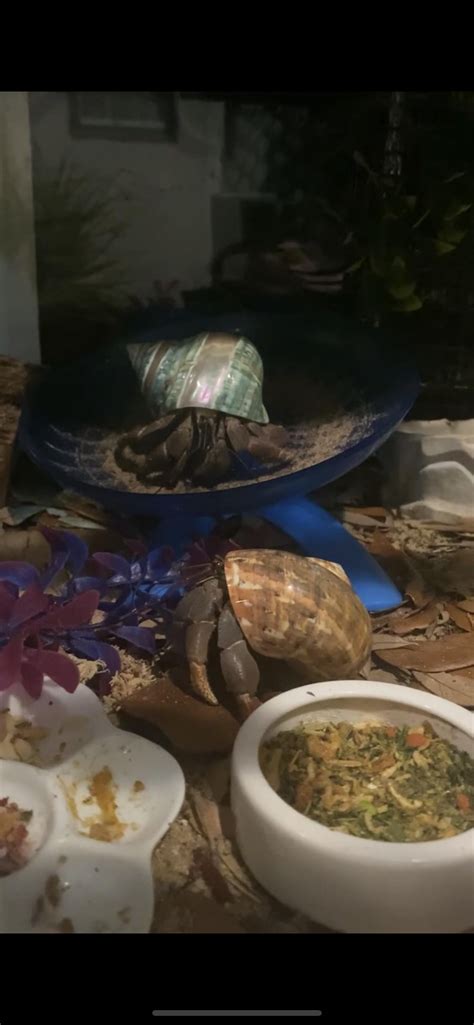 Biggest Hermit Crabs Rhermitcrabs