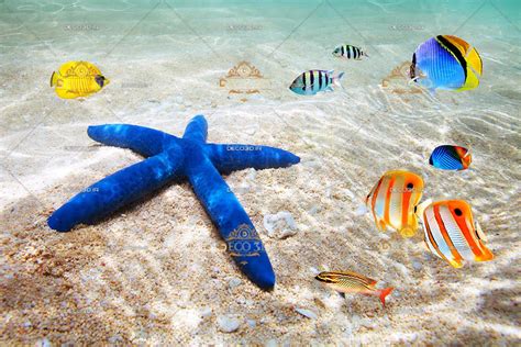 ستاره دریایی