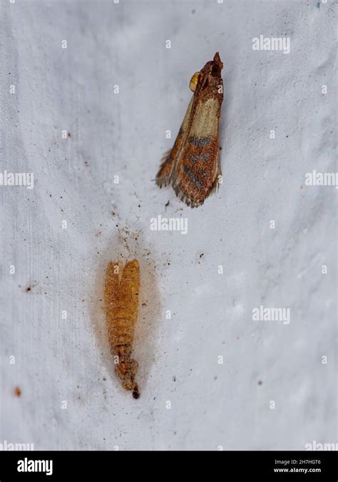 Adult Indian Meal Moth Of The Species Plodia Interpunctella Just Out Of