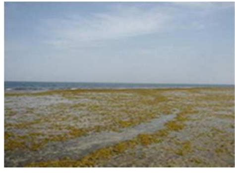 The Cover Of Algae Remnants Of Fossilized Coral