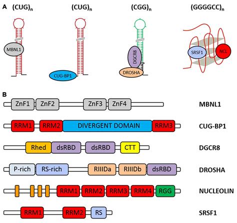 Frontiers Structural Characteristics Of Simple Rna Repeats Associated