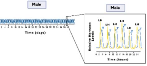 Puberty Flashcards Quizlet