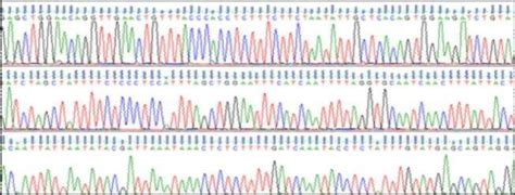 The Chromatogram Partial Sequence Of Mitochondrial Cytochrome C Subunit