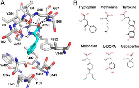 Predicted Lat 1 Structure And Ligand Binding Mode A Predicted