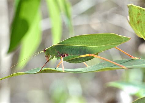 Gum Leaf Katydid Torbia Viridissima