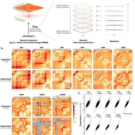 multiscale sequence based prediction of structural variant effects on