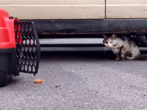 Innocent Cat Hit By A Car Was One Step Away From Euthanasia Until Kind Strangers Decided To Give