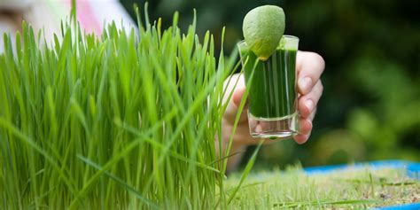 4 Reasons You Should Grow Wheatgrass Garden Gate Magazine Magazine