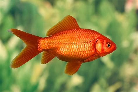 Site Is Undergoing Maintenance