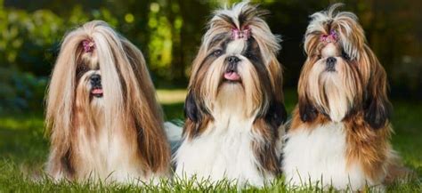 27 Cute Shih Tzu Haircut Ideas - All The Different Types and Styles