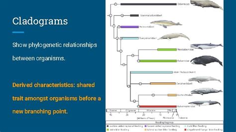 Basics Of Marine Life Ms Reinhard Marine Science