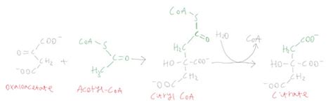 The TCA Cycle Flashcards Quizlet