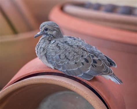 Mourning Dove Juvenile