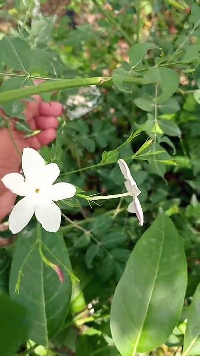 رات کی رانی Shortsfeed Youtube