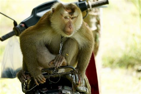 Animegirlsusnoblur Photos Download The Best Free Animegirlsusno