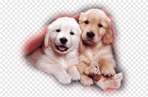 جرو كلب مالطي ، كلب جولدن ريتريفر لابرادور ، كلب صغير طويل الشعر ، جرو