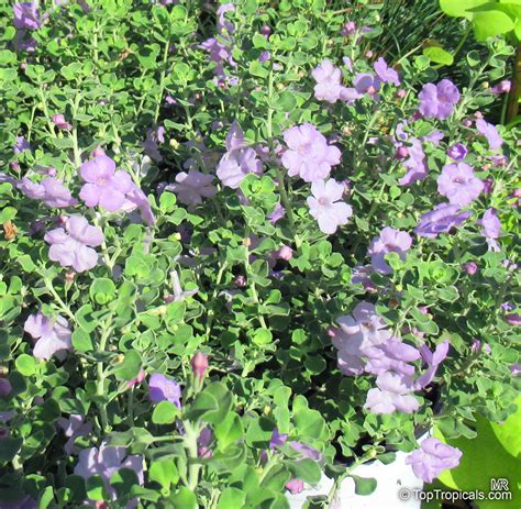 Leucophyllum Sp Texas Sage
