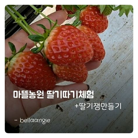 겨울방학 아이랑 갈만한곳 남양주 마뜰농원에서 딸기따기체험 딸잼만들기 네이버 블로그