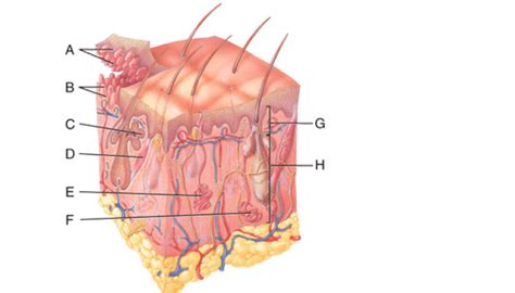 Chapter Integumentary System Flashcards Quizlet