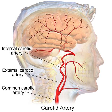 Brain Arteries Diagram Carotid Artery Anatomy Function