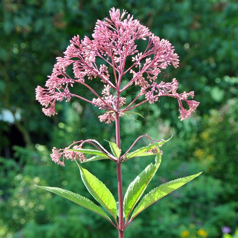 Eupatorium Maculatum Flower Spotted Joe Pye Weed Seeds Eupatorium