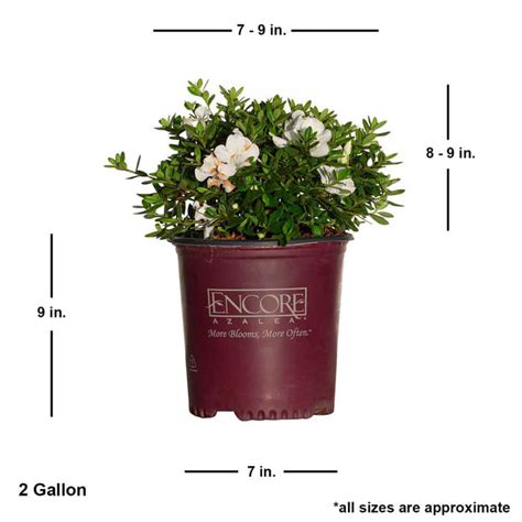 Autumn Ivory® Encore Azalea
