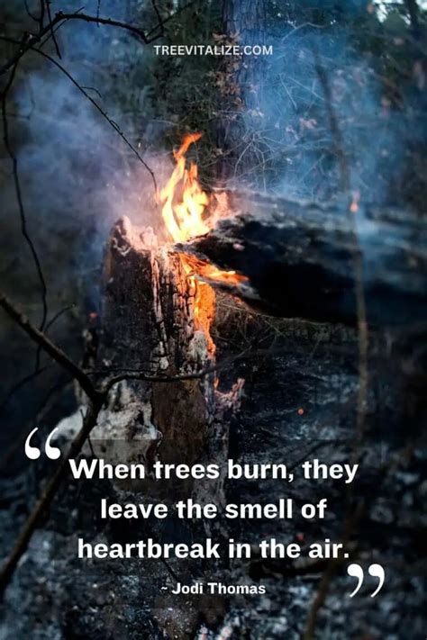 Powerful Tree Quotes To Inspire Move Motivate