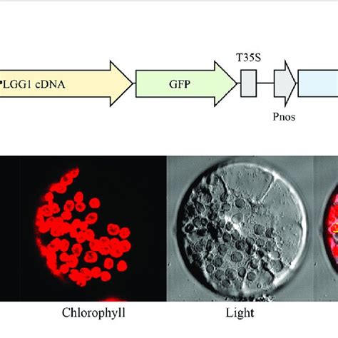 Subcellular Localization Of Osplgg1 Gfp In Maize Protoplast A Download Scientific Diagram