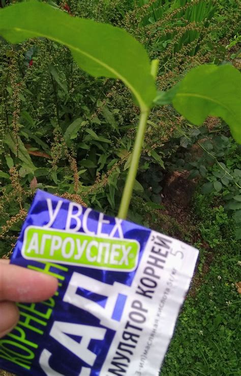 Корневин, давайте разберемся, как он действует | Дачная пчелка | Дзен