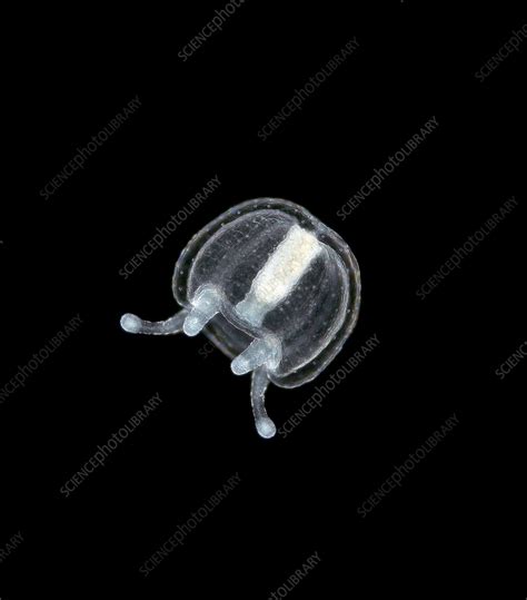 Hydrozoan Medusa Light Micrograph Stock Image C060 9287 Science Photo Library