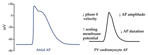 Schematic Illustration Of Differences Between Action Potentials Aps