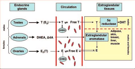 Sex Steroid Production In Endocrine Glands Circulation In Blood Download Scientific Diagram