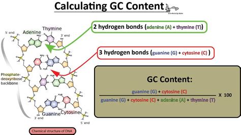 Alexandros Athanasopoulos On Linkedin Calculating Gc Content Of Dnarna