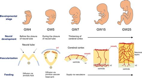 Vascularization Of Human Brain Organoids Matsui 2021 Stem Cells Wiley Online Library