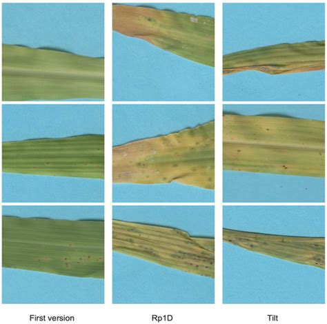 Automated Design Of The Deep Neural Network Pipeline