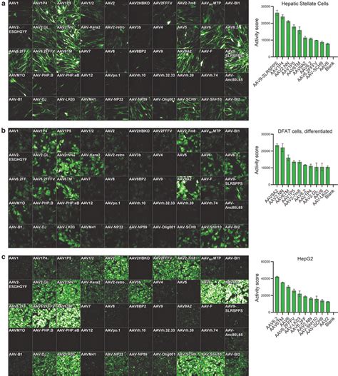 Transduction Efficiency On Hepatic Stellate Differentiated Dfat Cells Download Scientific