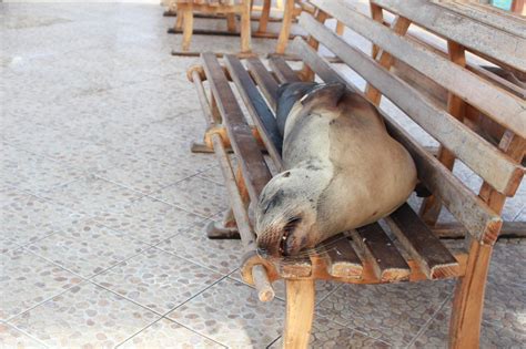 에콰도르3 갈라파고스 산타크루즈섬 두피디아 여행기