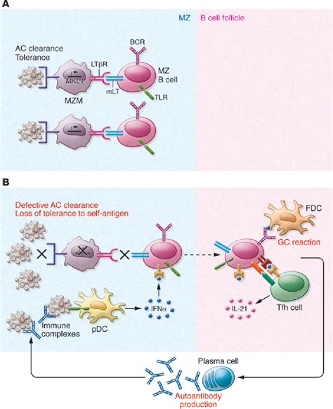 Figure 1 From The Many Faces Of Type I Interferon In Systemic Lupus
