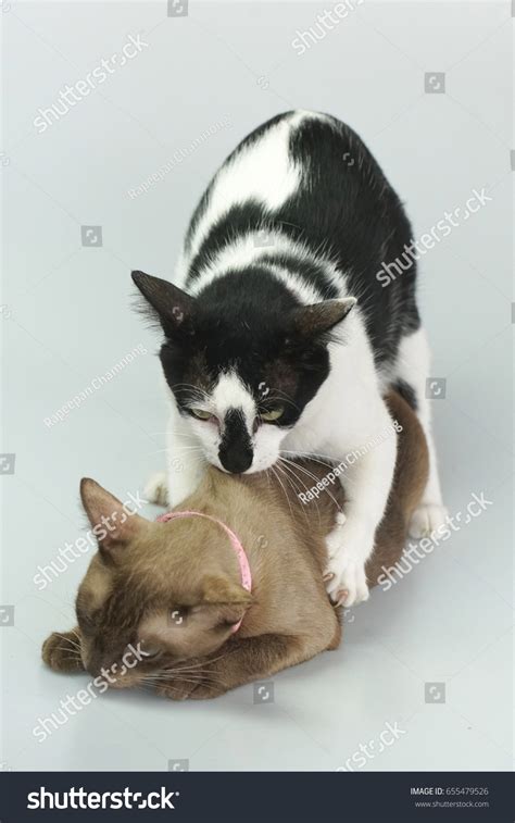 Cat Having Sex Cat Make Love Stock Photo Shutterstock