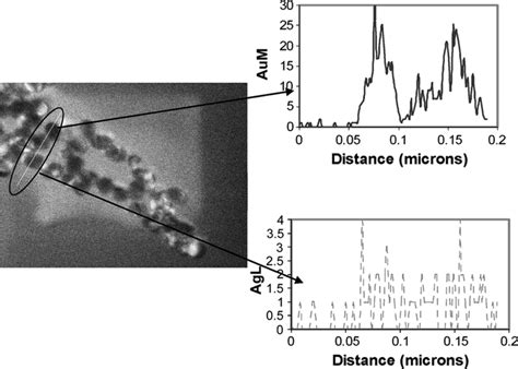 X Ray Fluorescence Line Scan Mapping Performed On Au Ag Nanoparticles Download Scientific