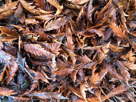 Cut Leaf Beech Flickr Photos Exeter Trees And Shrubs