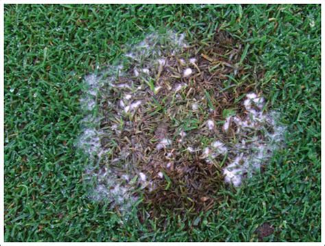 Fusarium Patch Alchetron The Free Social Encyclopedia