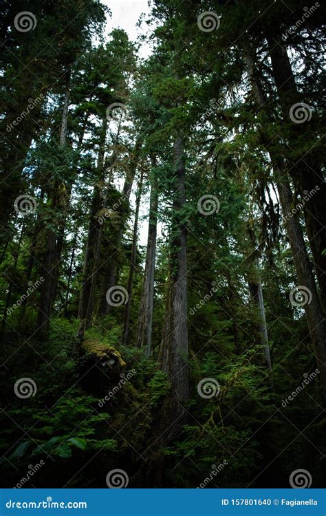 Dentro Da Floresta Tropical As Paisagens Florestais Nacionais De Hoh E