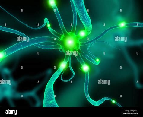 Corpo Cellulare Dei Neuroni Immagini E Fotografie Stock Ad Alta