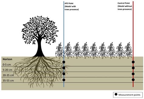 Modeling The Ability Of A Maizeolive Agroforestry System In Nitrogen And Herbicide Pollution