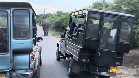 අලි වැටත් කඩාගෙන අලි වෙඩි අතරින් යාල වැටෙන් පැන්න අලියා Youtube