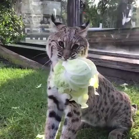 Моя пррррррелесть — Видео от Интересная планета путешествия туризм