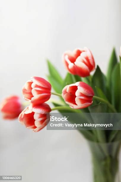 흰색 배경에 고립 된 꽃병에 아름다운 바이 컬러 튤립의 꽃다발 복사 공간 0명에 대한 스톡 사진 및 기타 이미지 0명 개념 개화기 Istock